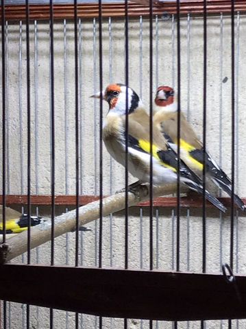 Сибирские щеглы 15+