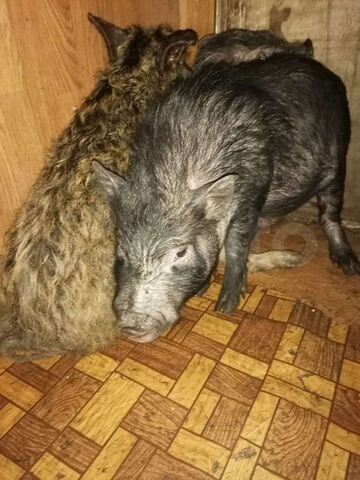 Вьетнамский вислобрюхий хряк