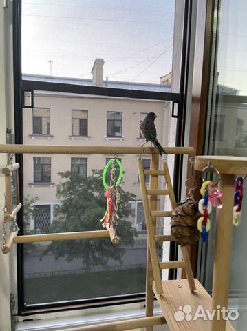 Певчий кенар