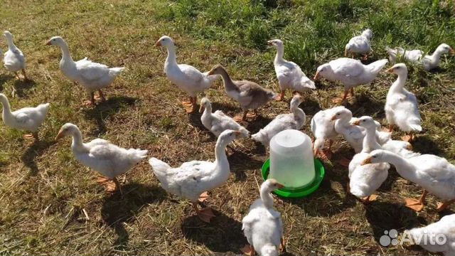 Гуси белые