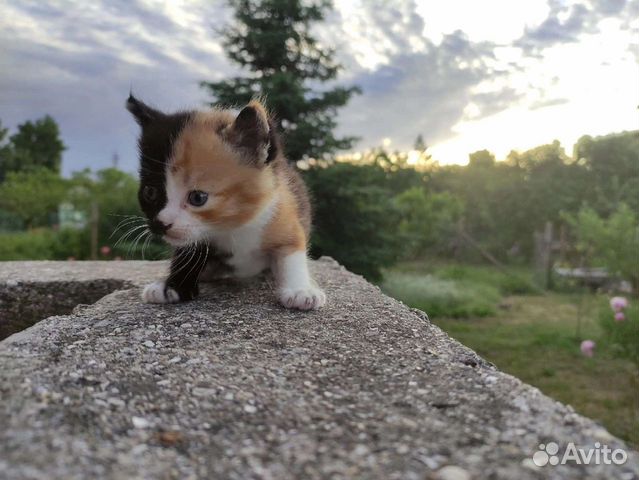 Котенок