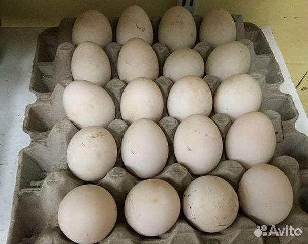 Инкубационное яйцо утки ст-5