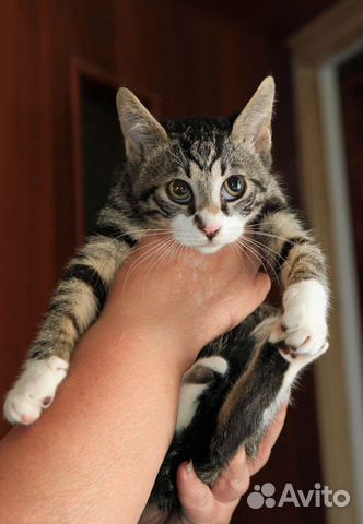 Котик-обормотик.2-5-3 мес
