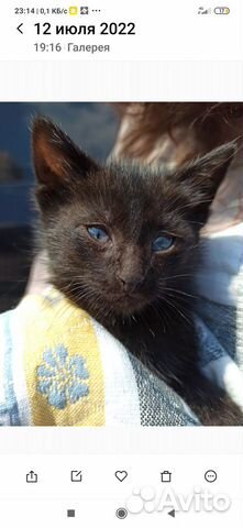 Черный котенок