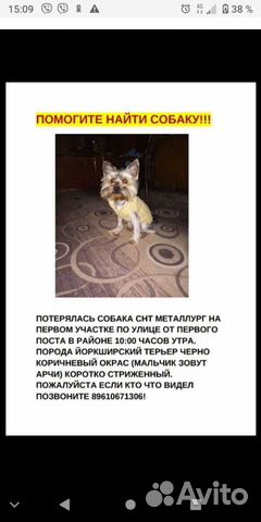 Потерялась собака