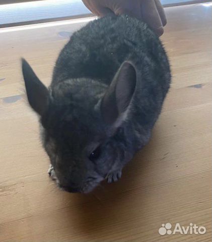 Шиншилла самка-Зеленоград