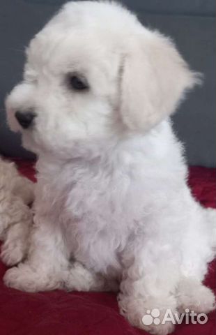 Собака бишон фризе щенки