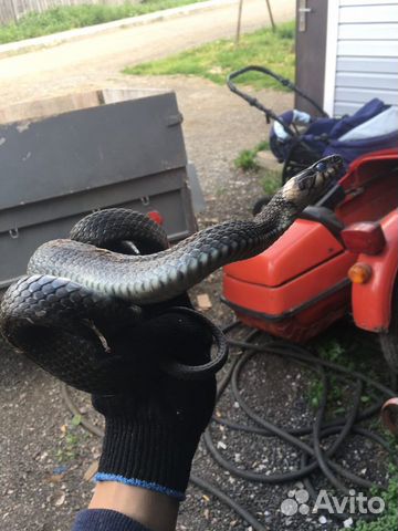 Уж змея