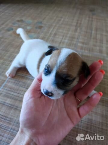 Щенки джек рассел терьер