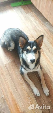 Собака помесь