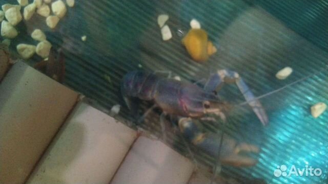 Малек Австралийского красноклешнево рака (Аккр)