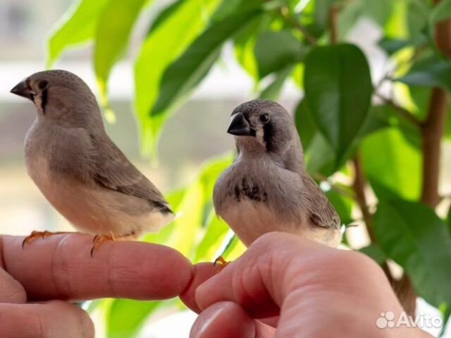 Зебровые амадины