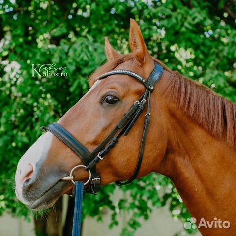 Жеребец В конкур