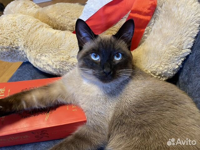 Тайские котята