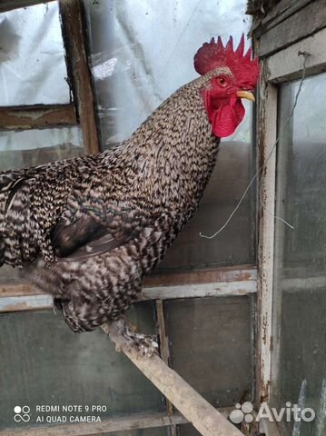 Куры и петухи