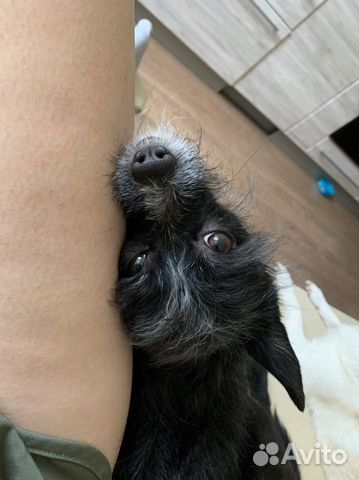 Продам кобеля