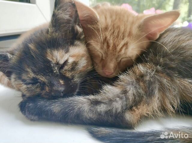 Котята 2 месяца
