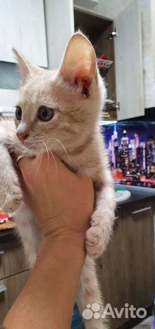 Котёнок мальчик персиковый цвет