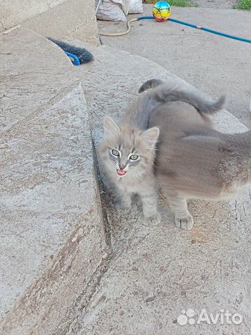 Отдам котенка в добрые руки