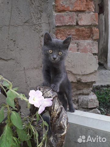 Две красивых кошечки голубой породы