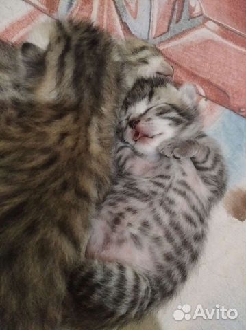Британские котята