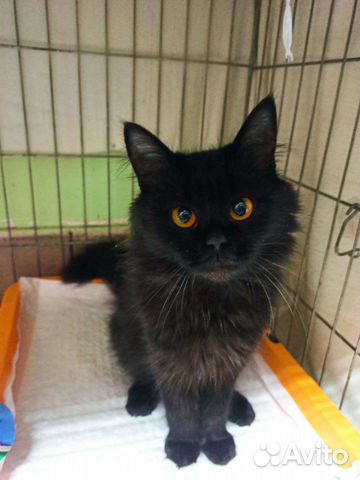 Полуперс в дар