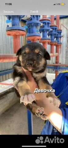 Щенков оставили в коробке у дороги