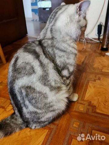 Кот в дар бесплатно американский короткошёрстный