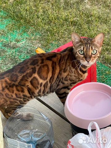 Бенгальская кошка бесплатно