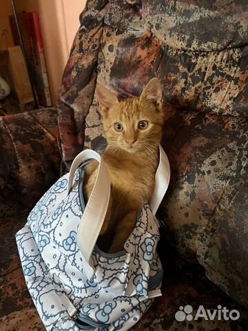 Юный котик ищет компаньона