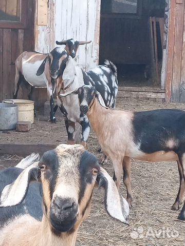 Продам стадо коз