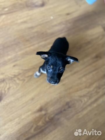 Щенок бесплатно