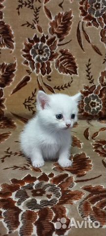 Котята