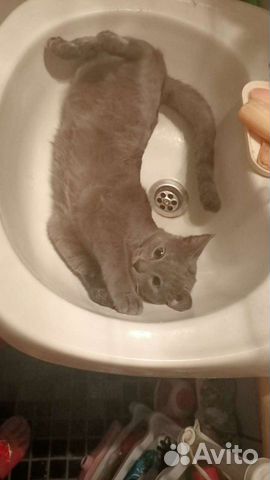 Продам котенка Родился 20 января