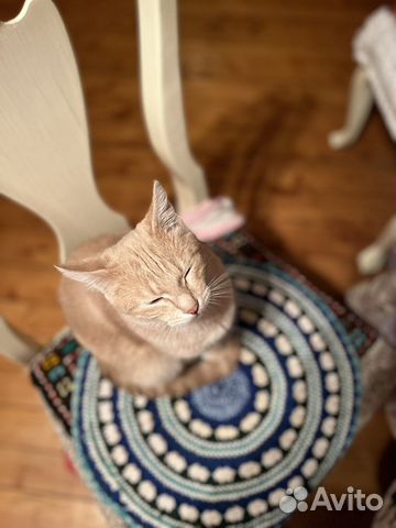 Котик- подросток в добрые руки