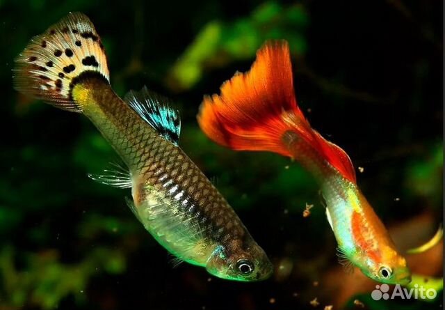 Продаю рыбок гуппи 5р