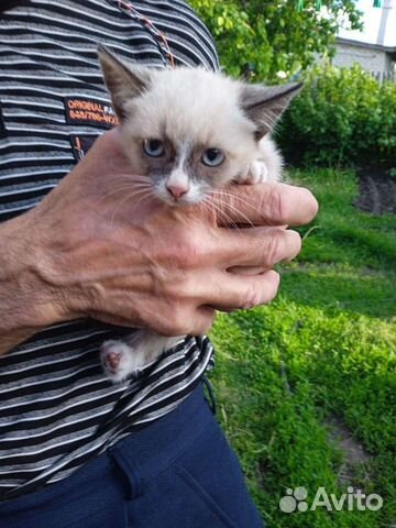 Котенок в дар