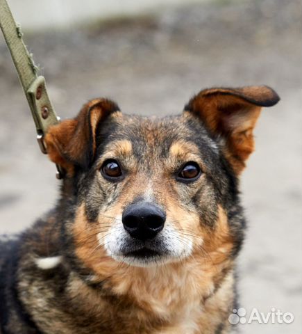 Федора тоскует в приюте