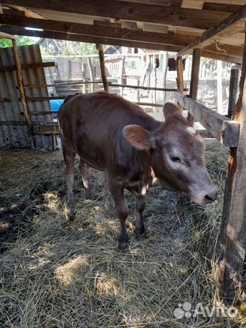 Телочка на доращивание 8 месяцев