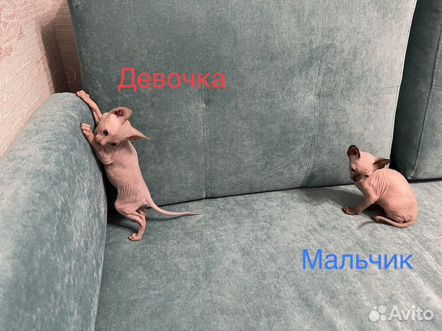 Канадский сфинкс котенок