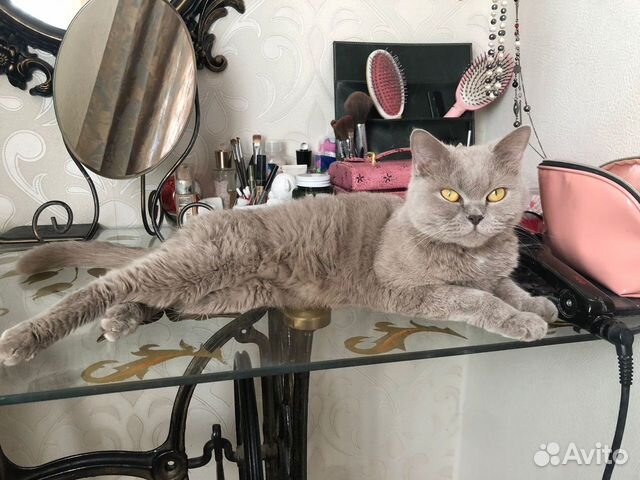 Кошки селкирк рекс