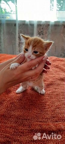 Кошка в дар бесплатно