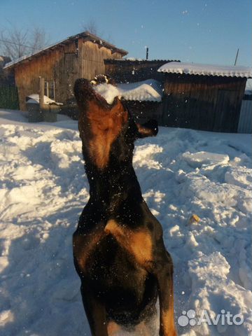 Кабель ищет сучку для случки