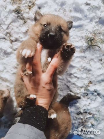 Щенок мальчик 3 недели