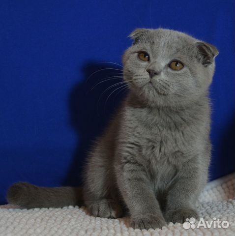 Голубой котик