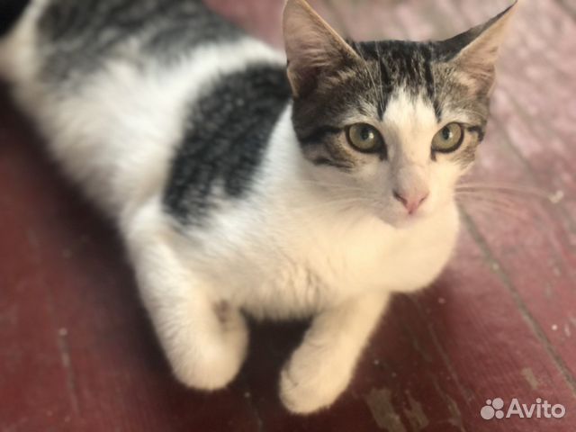 Игрун Мурзик ищет дом