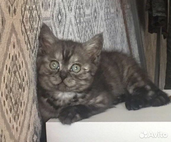 Шотландские котята