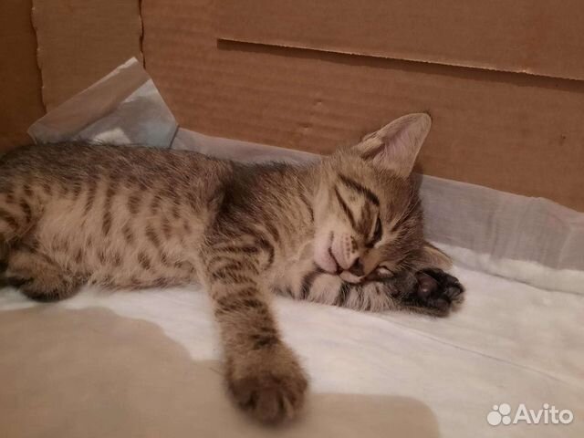 Котëнок в добрые руки