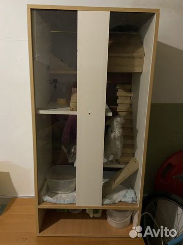 Пара шиншилл с витриной