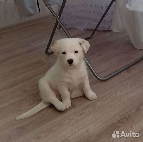 Собаки бесплатно, в честный сектор